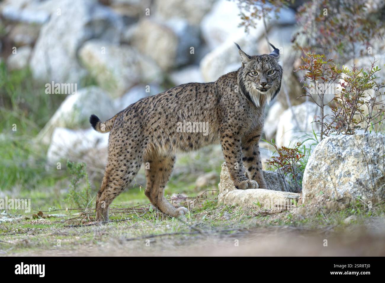 Lynx pardinus, old male, smelling a scent mark, Andalusia Spain Stock ...