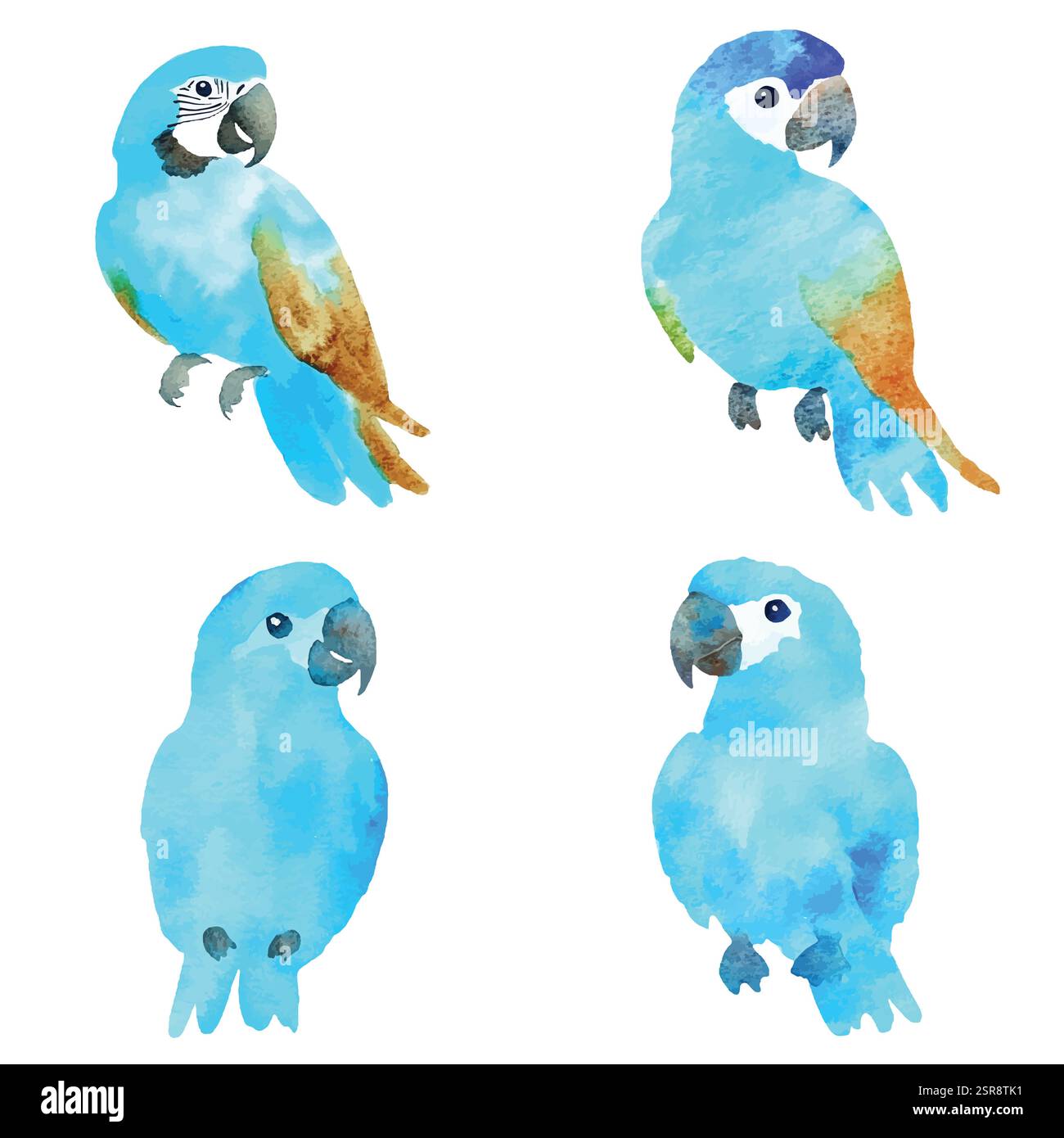 A handdrawn watercolor illustration of Parrot hand-drawn illustration ...
