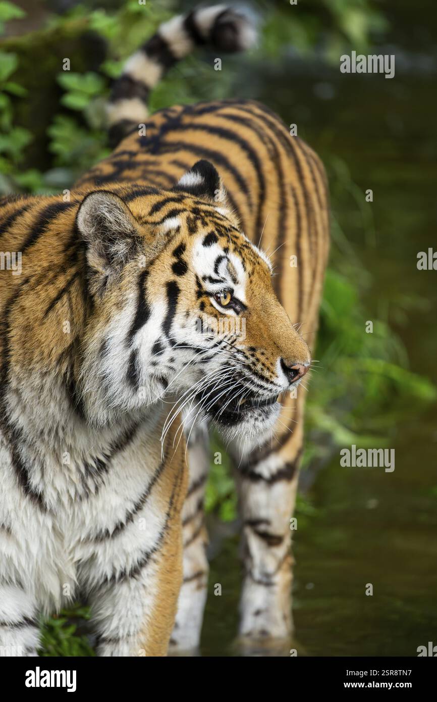 Siberian tiger or Amur tiger (Panthera tigris altaica) portrait ...