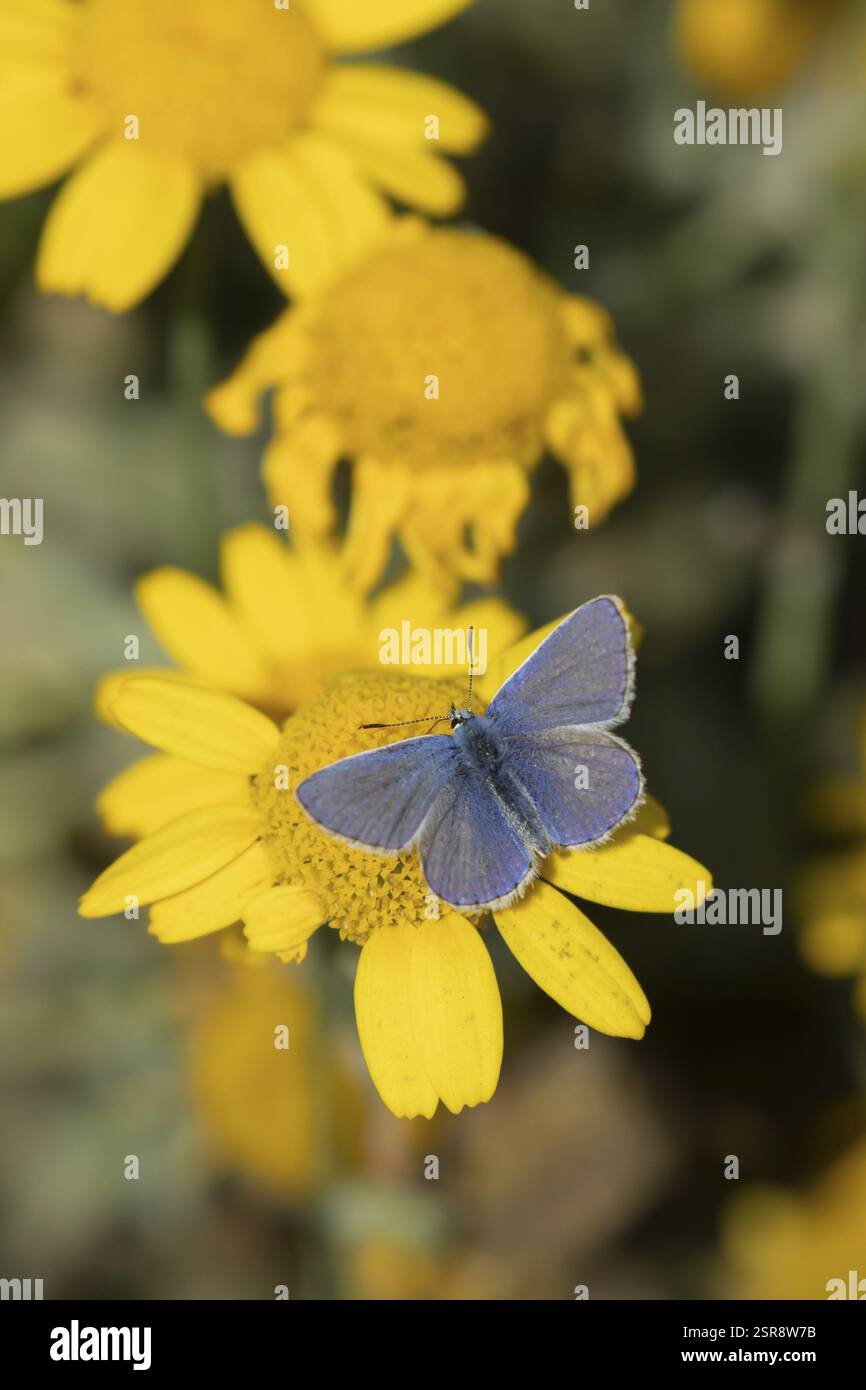 Common blue butterfly (Polyommatus icarus) adult insect feeding on a ...