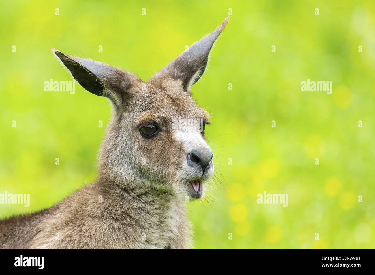 Eastern grey kangaroo (Macropus giganteus) on a meadow, Bavaria ...