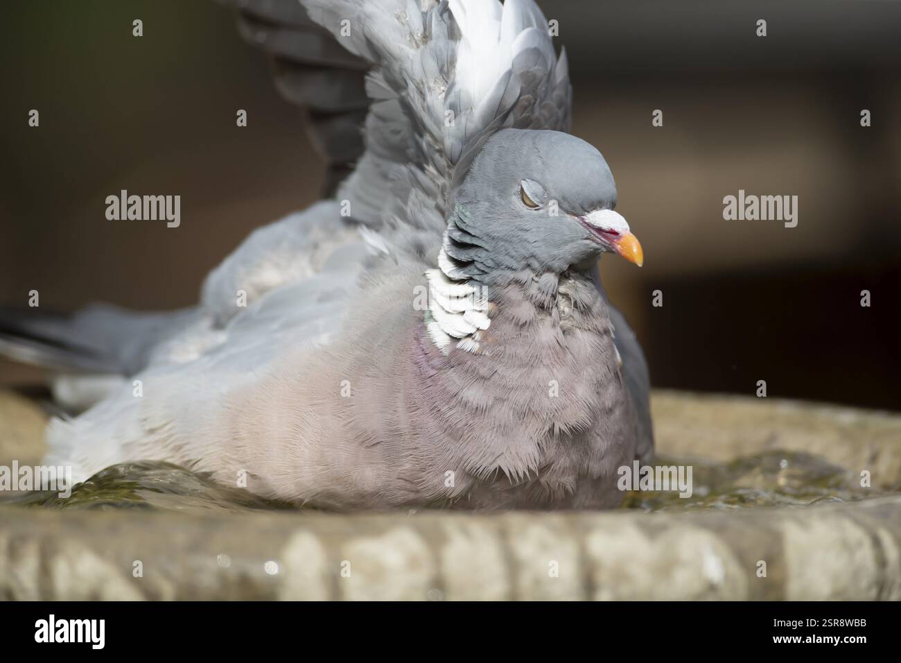 Wood pigeon (Columba palumbus) adult bird bathing in a garden water ...