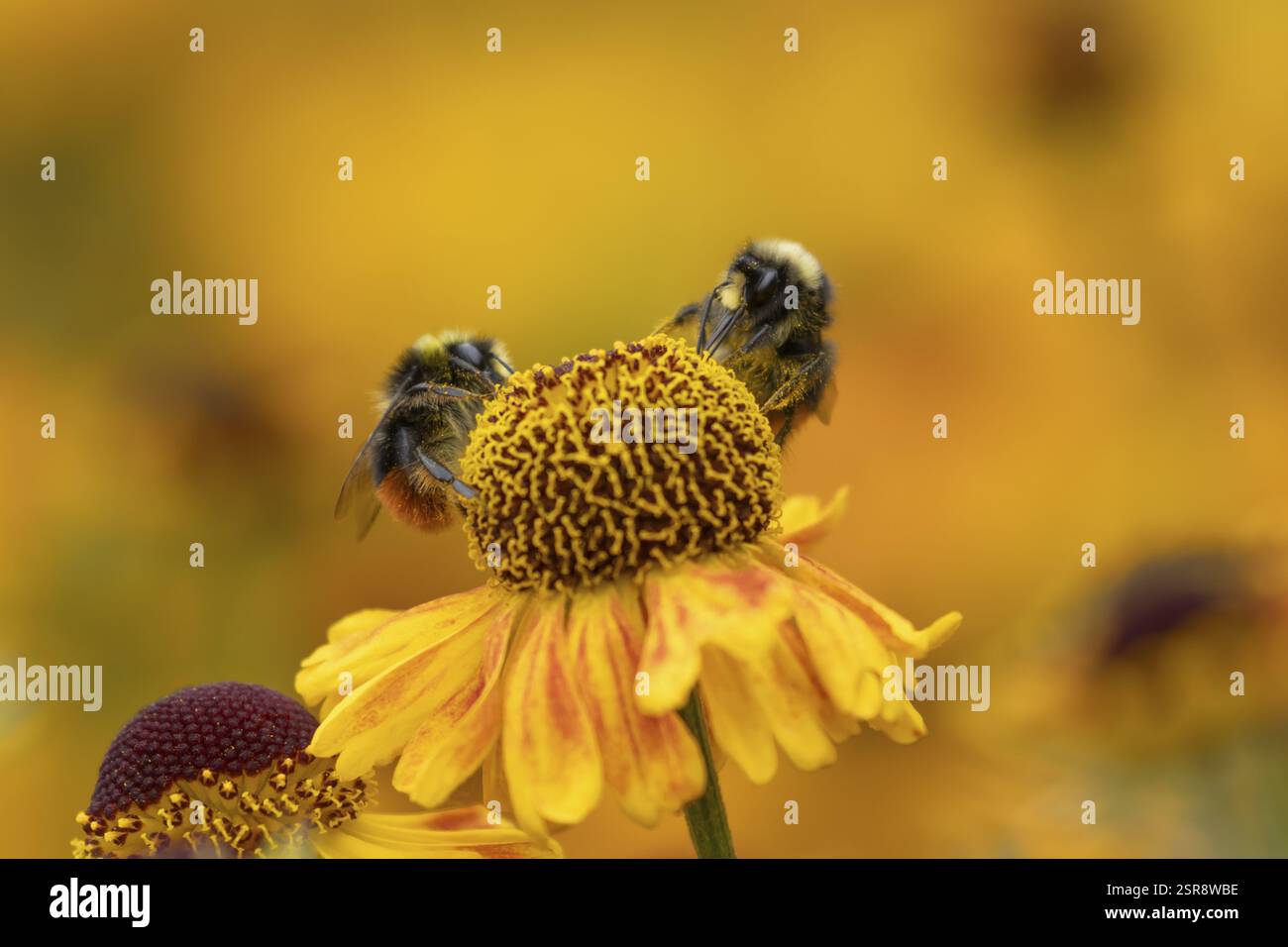 Red tailed bumblebee (Bombus lapidarius) two adult bees feeding on a ...