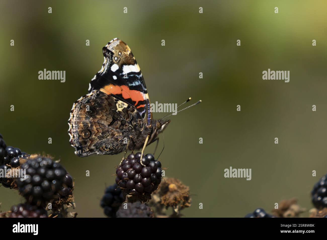 Red admiral butterfly (Vanessa atalanta) adult insect feeding on a ...