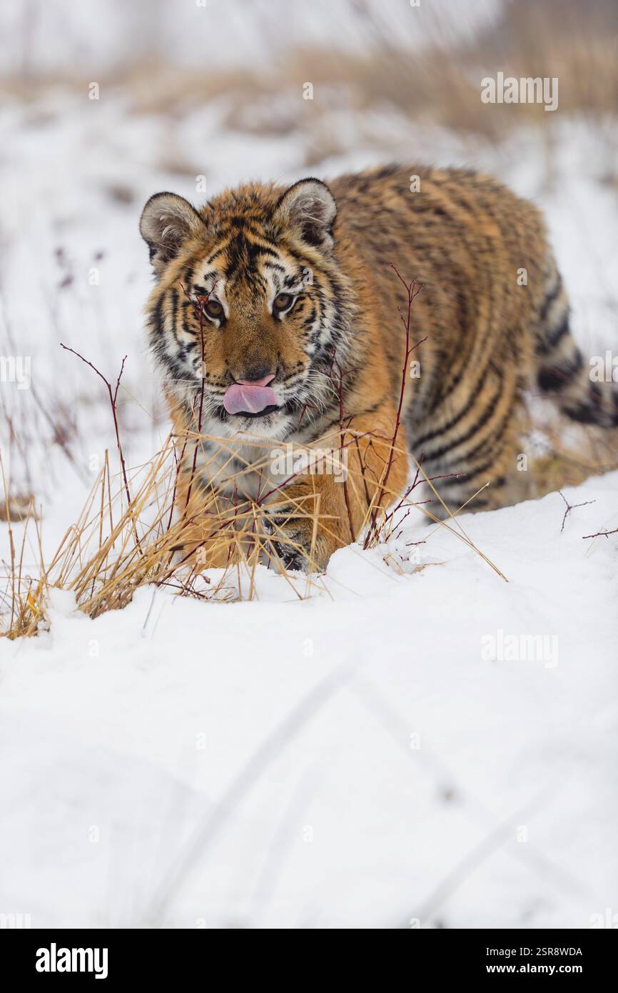 One young Siberian Tiger, Panthera tigris altaica, running over snowy ...