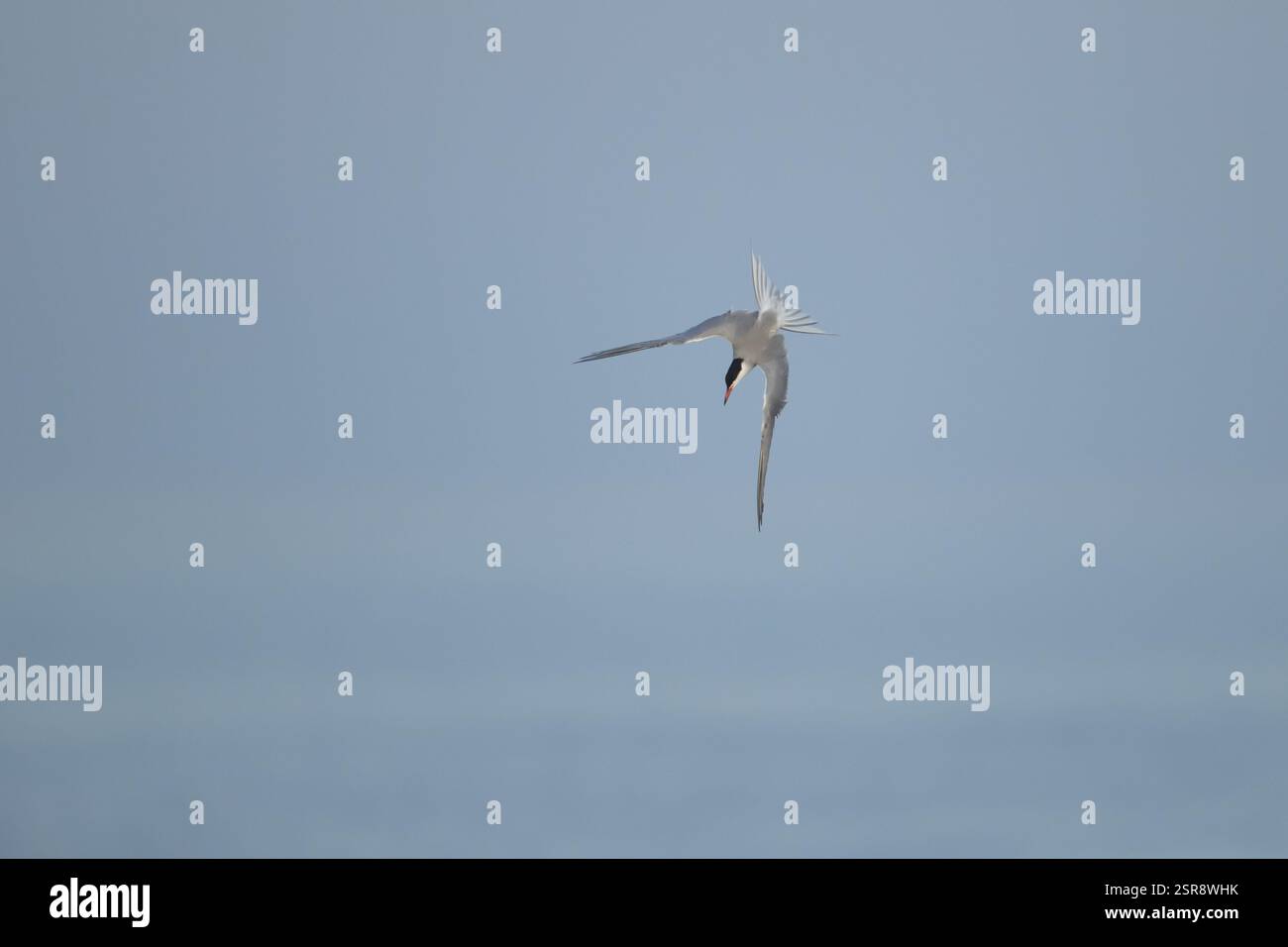 Common tern (Sterna hirundo) adult bird diving in flight towards the ...