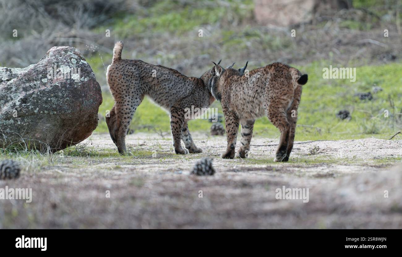 Lynx pardinus, old lynx marking its territory, An dalusia, Spain ...