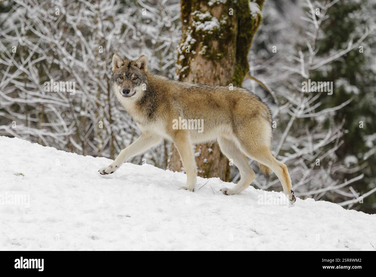 A young grey wolf (Canis lupus lupus) runs across the sloping, snow-covered meadow at the edge ...