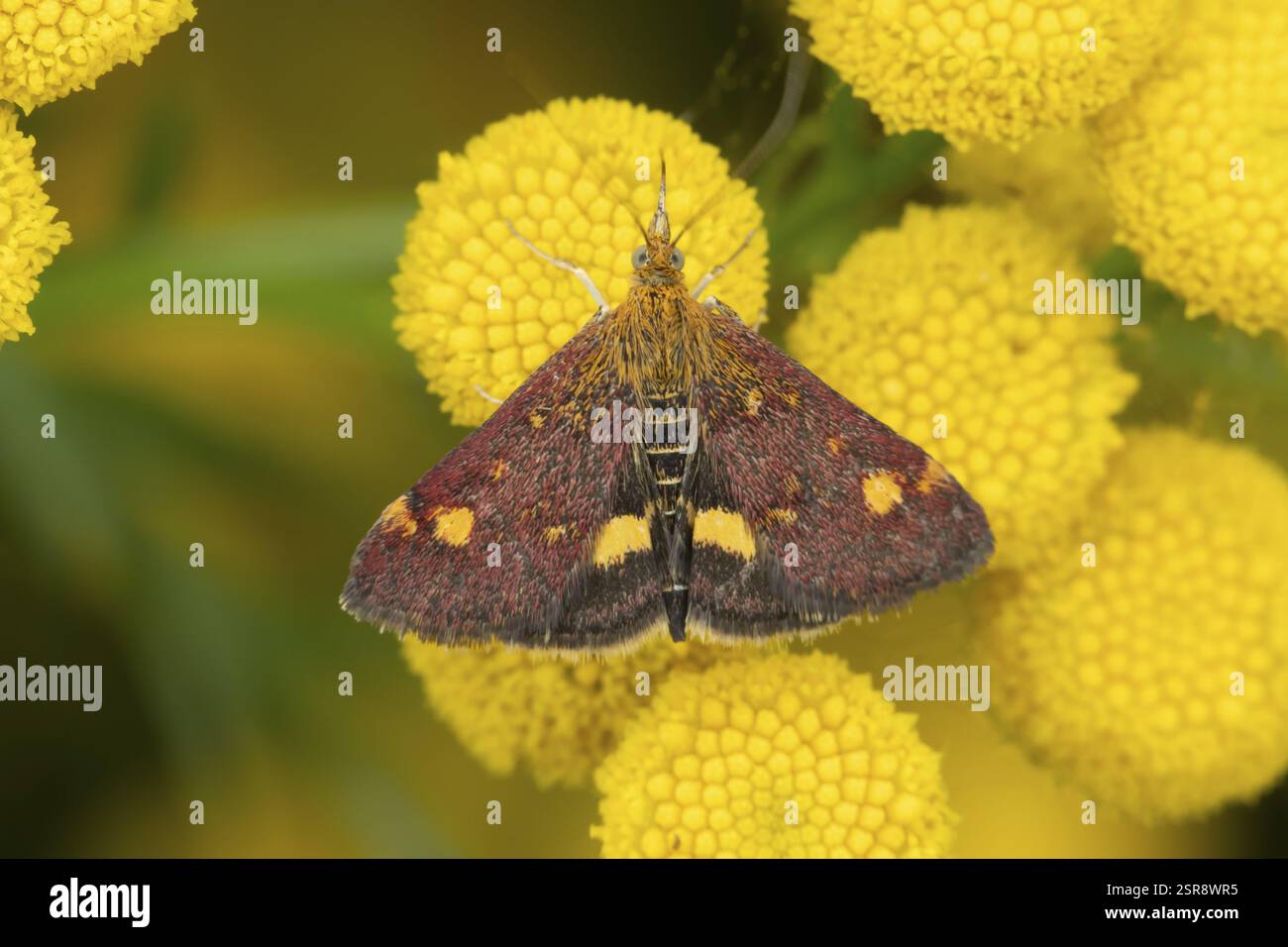 Mint moth (Pyrausta aurata) adult insect feeding on a garden Tansy ...
