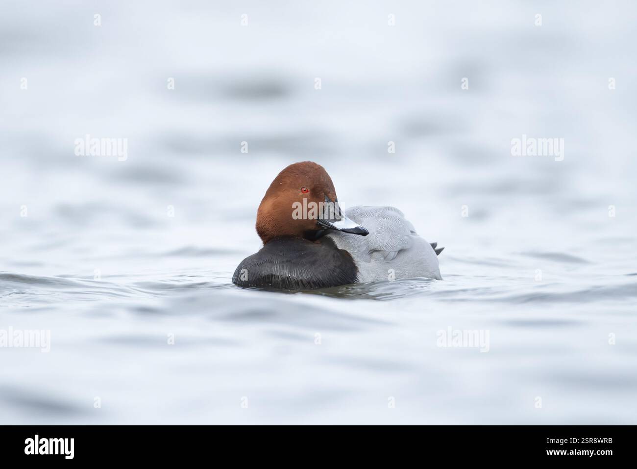 Common pochard duck (Aythya ferina) adult male bird on a lake, England ...