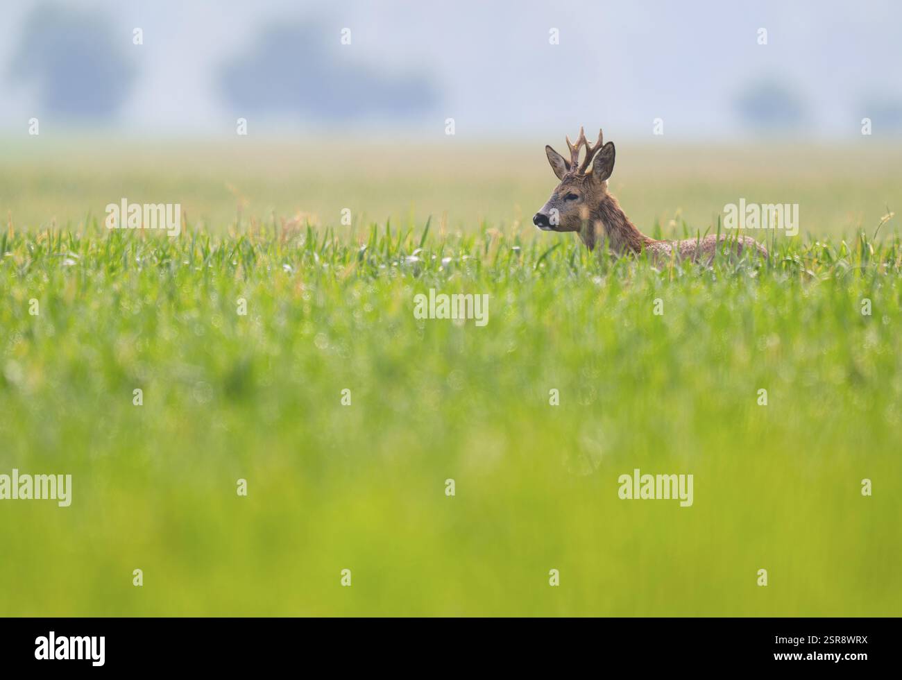 Roe deer (Capreolus capreolus), roebuck standing in a grain field ...