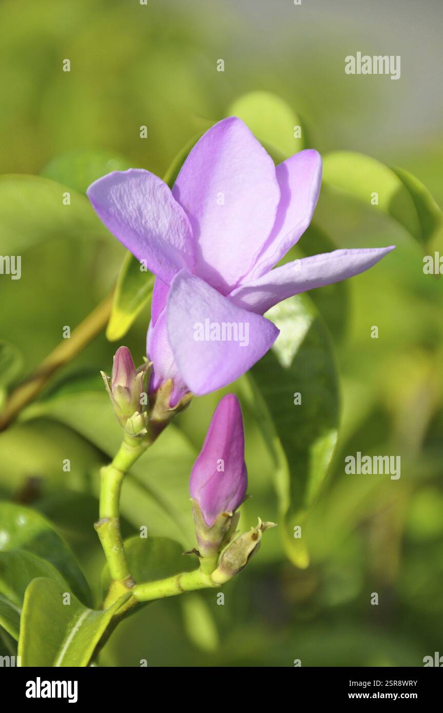 Rubber vine (Cryptostegia grandiflora), inflorescence, Cuba, Caribbean ...