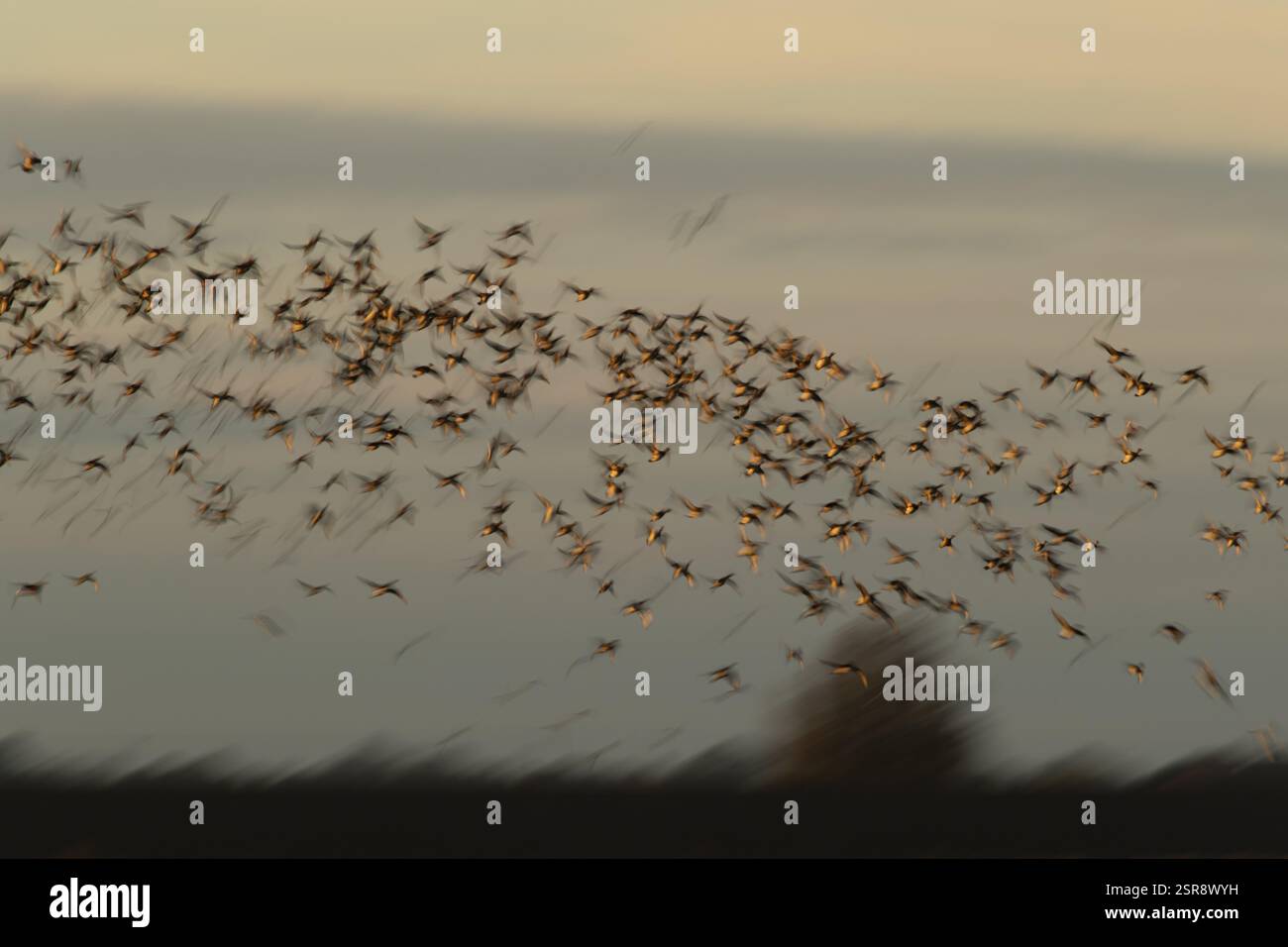 Common pochard duck (Aythya ferina) adult birds flying in a flock, slow ...