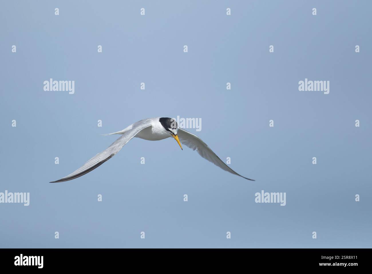Little tern (Sternula albifrons) adult bird in flight, England, United ...