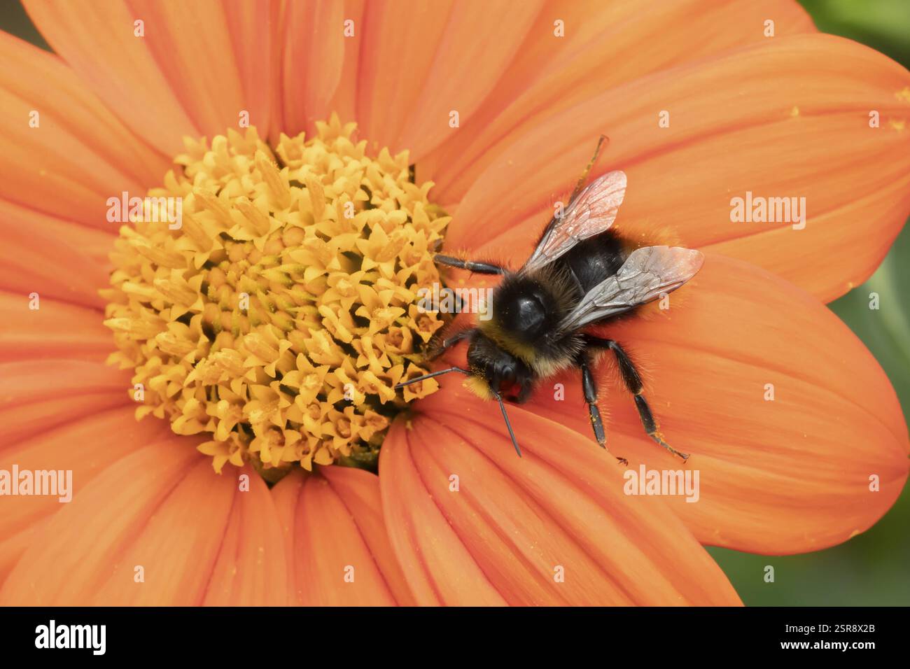 Bumblebee (Bombus spp) adult bee feeding on a Mexican sunflower ...