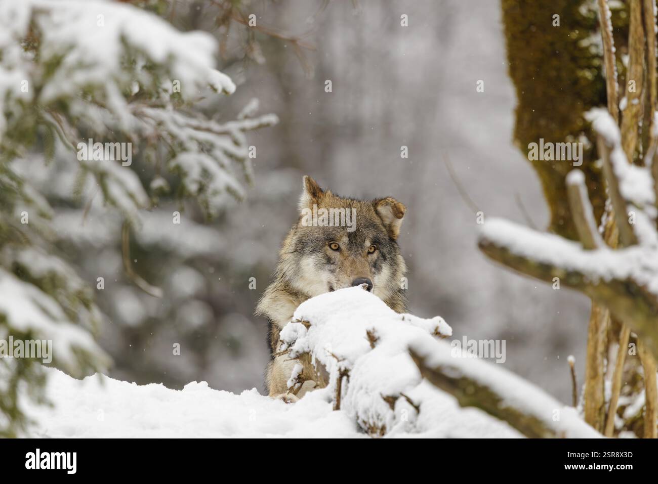 An adult male grey wolf (Canis lupus lupus) rests in the thicket of a sloping, snow-covered ...