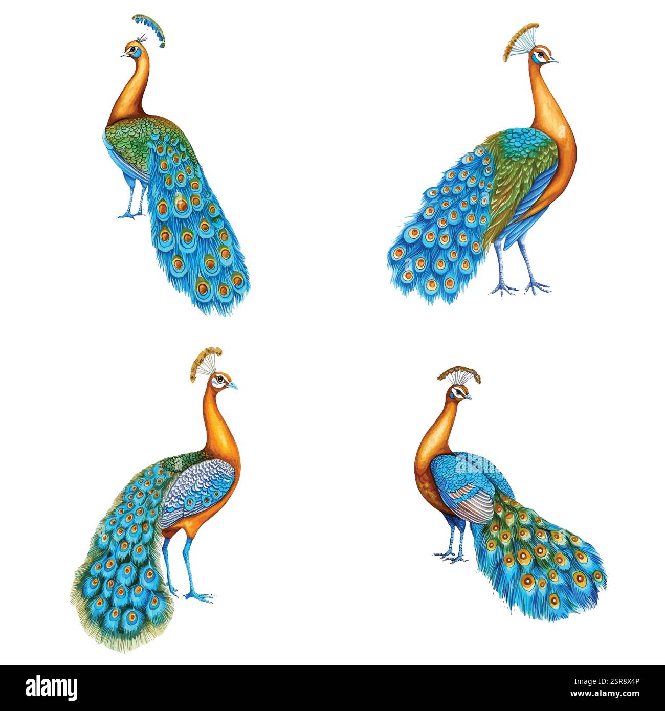 A handdrawn watercolor illustration of Peacock bird hand-drawn ...