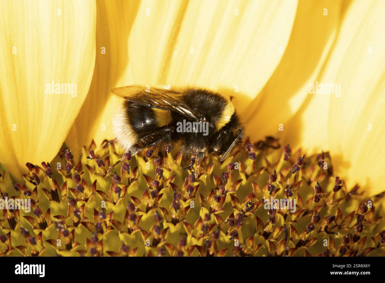 Buff tailed bumblebee (Bombus terrestris) adult bee feeding on a ...