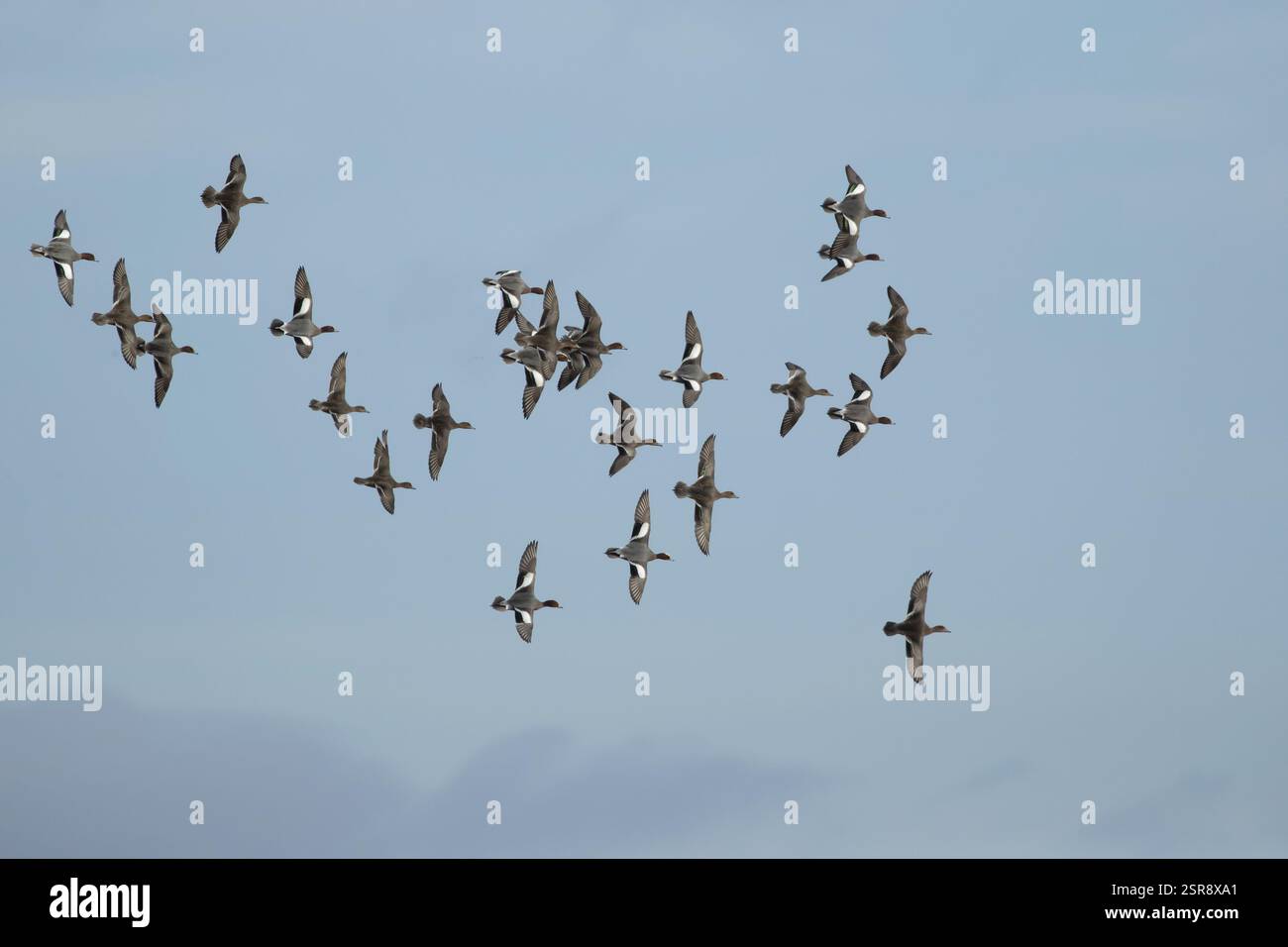 Eurasian wigeon duck (Mareca penelope) adult birds flying in a flock ...