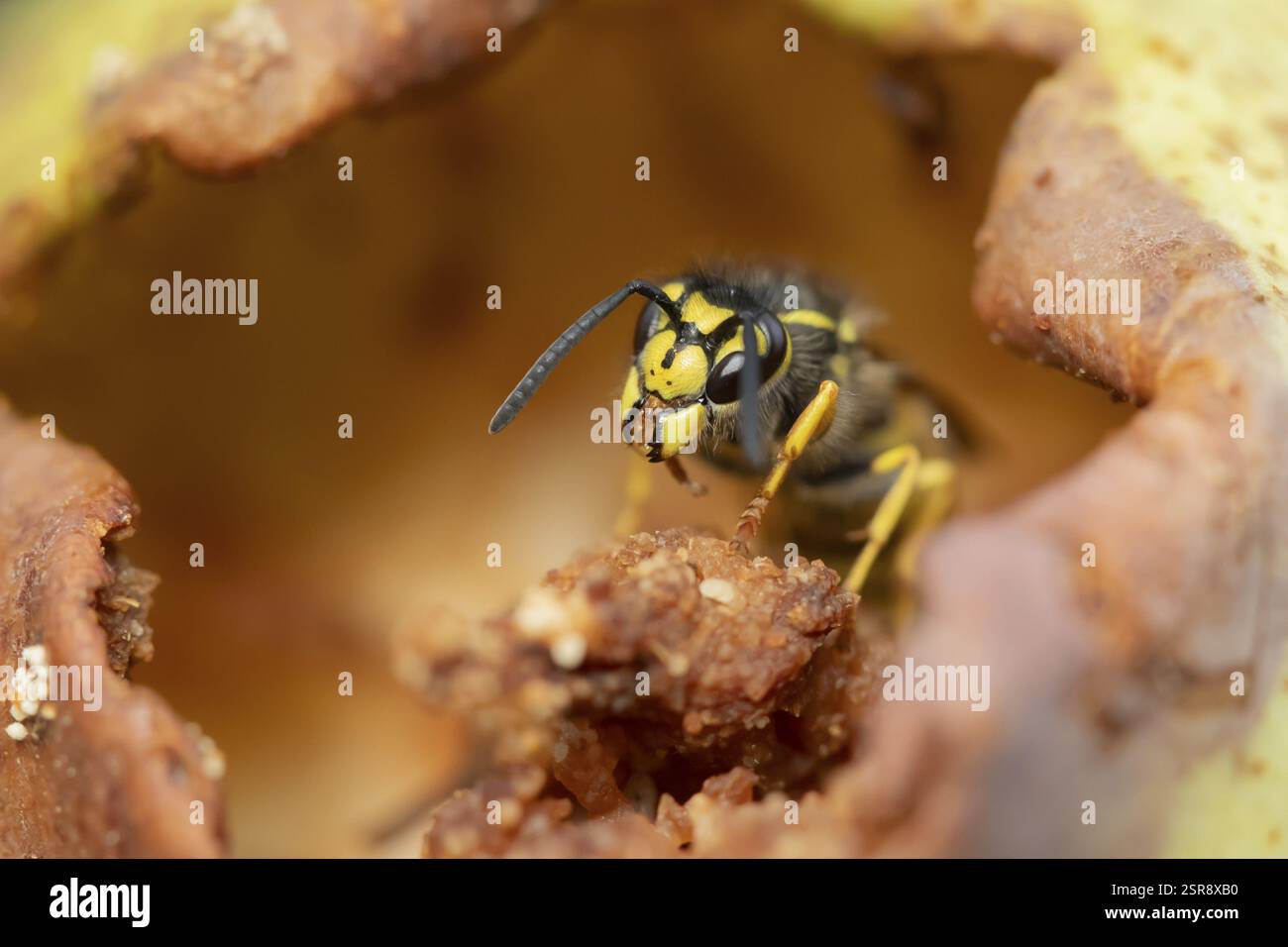 Common wasp (Vespula vulgaris) adult insect feeding on fallen fruit in ...