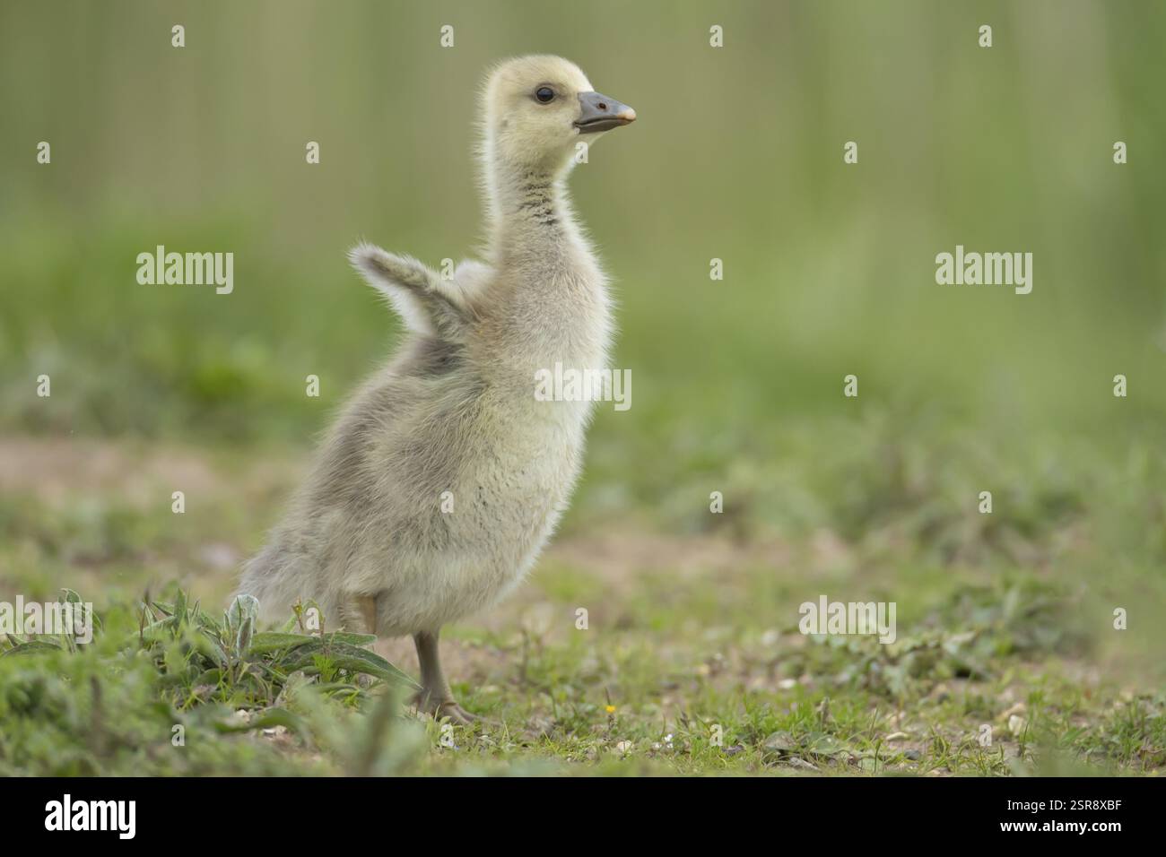 Greylag goose (Anser anser) juvenile baby gosling bird stretching its ...