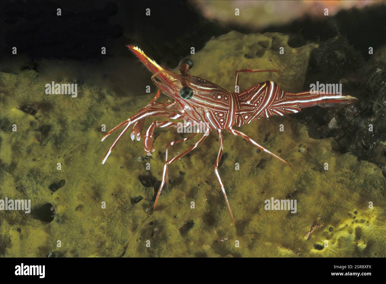 Close-up of striking red and white striped camel shrimp (Rhynchocinetes ...