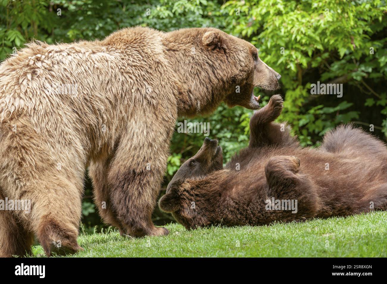 Brown bear (Ursus arctos) two bears, male and female, social behaviour ...