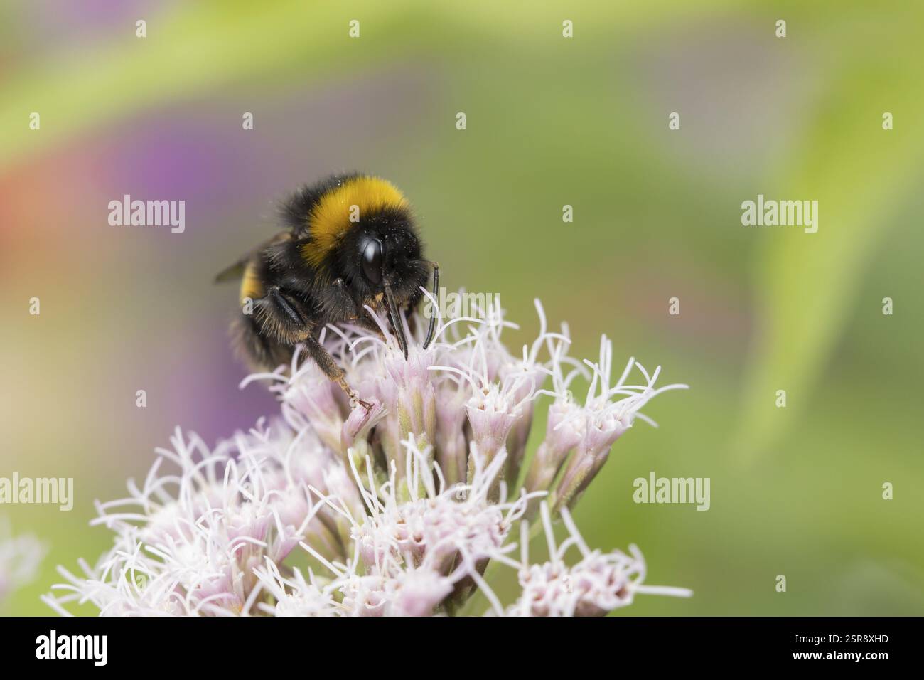 Buff tailed bumblebee (Bombus terrestris) adult bee feeding on a flower ...