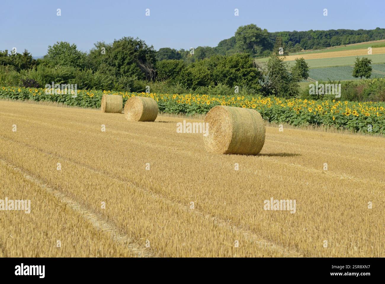 View over a stubble field with straw bales and a sunflower field ...