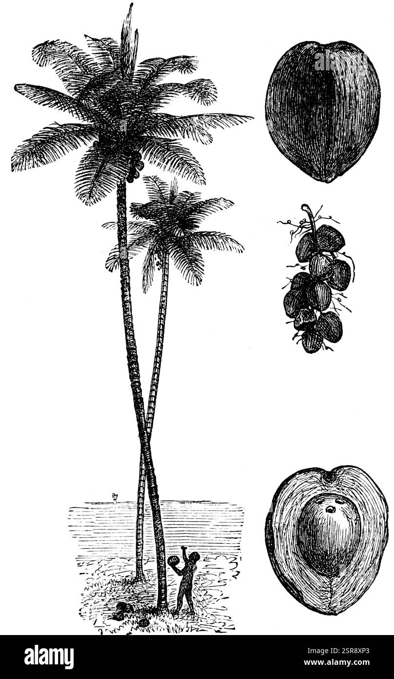 Coconut palm (Cocos nucifera) with illustrations of the coconut fruit ...
