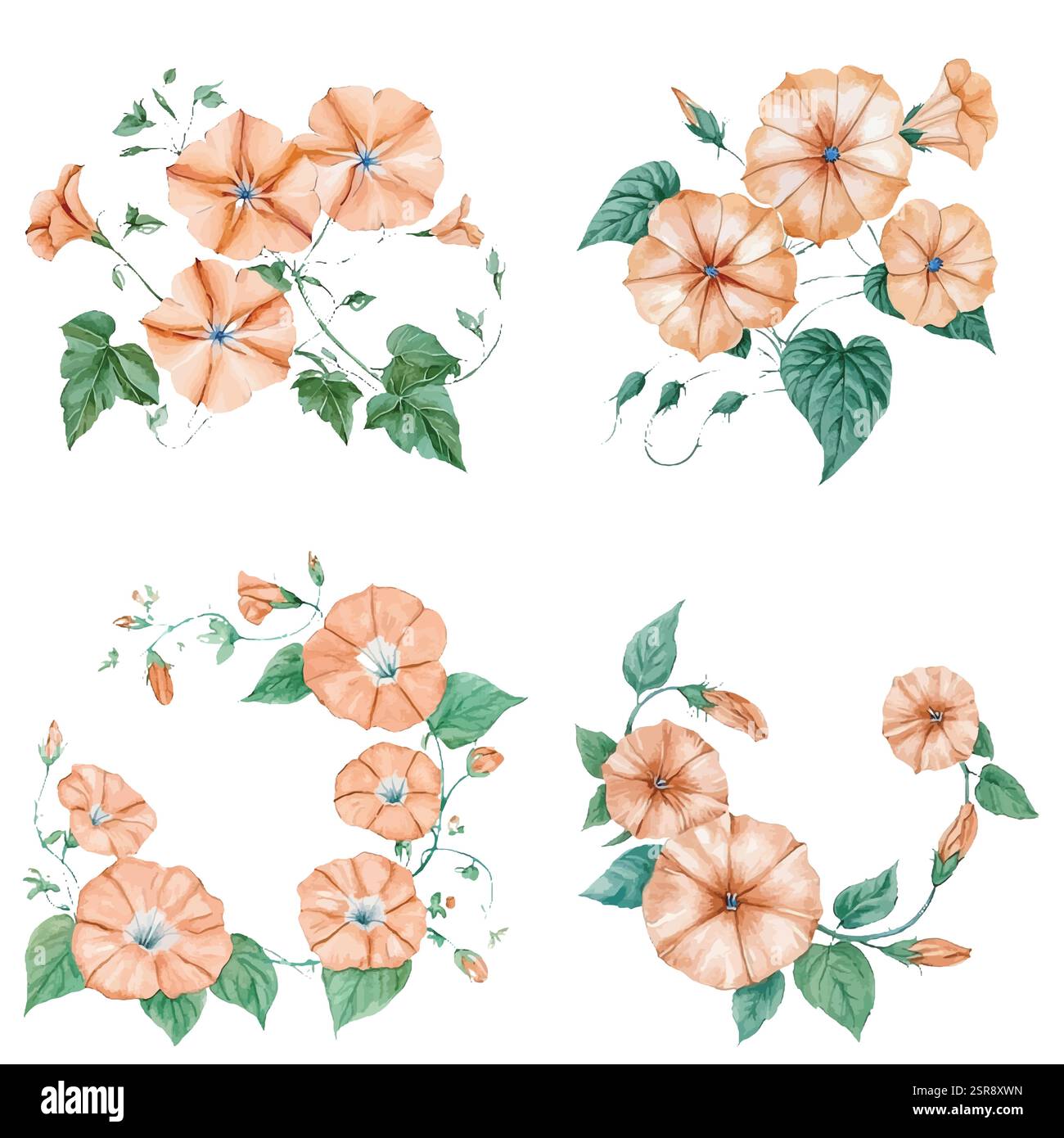 A handdrawn watercolor illustration of Ipomoea Morning Glory Flower ...