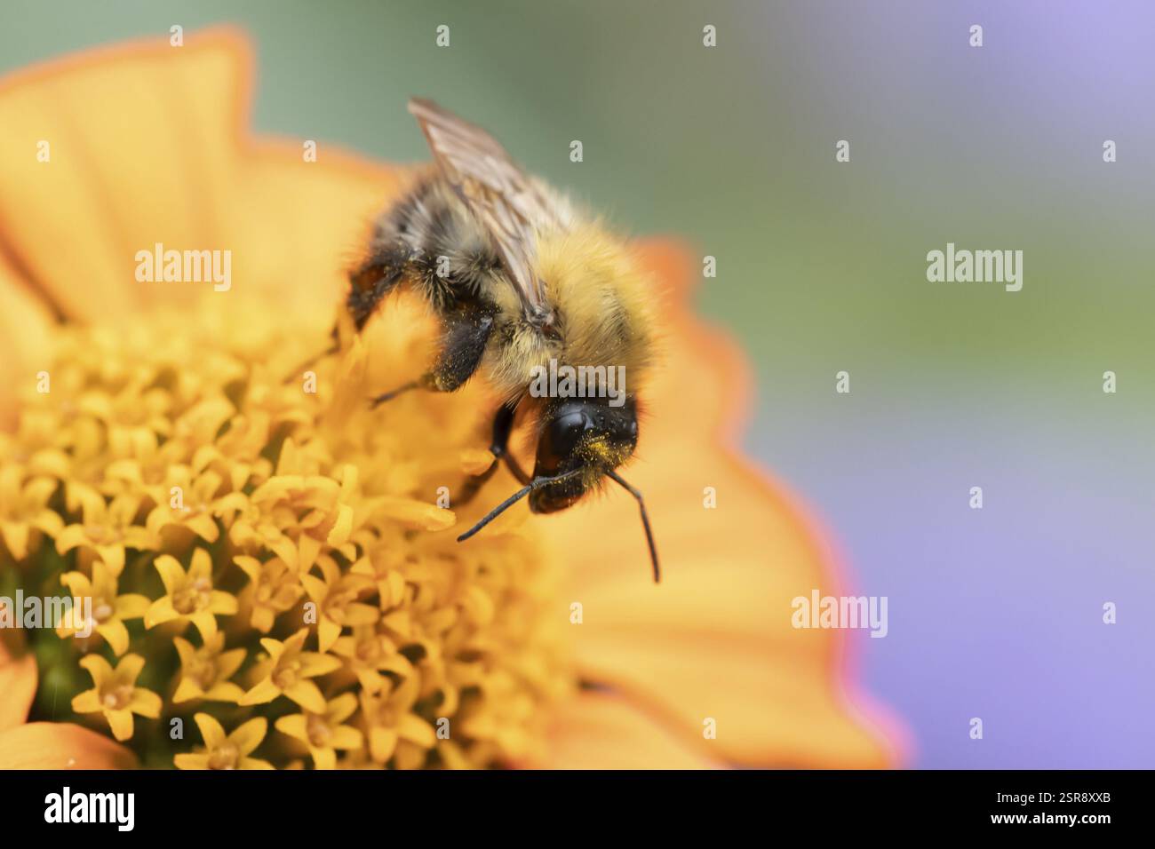 Bumblebee (Bombus spp) adult bee feeding on a Mexican sunflower ...