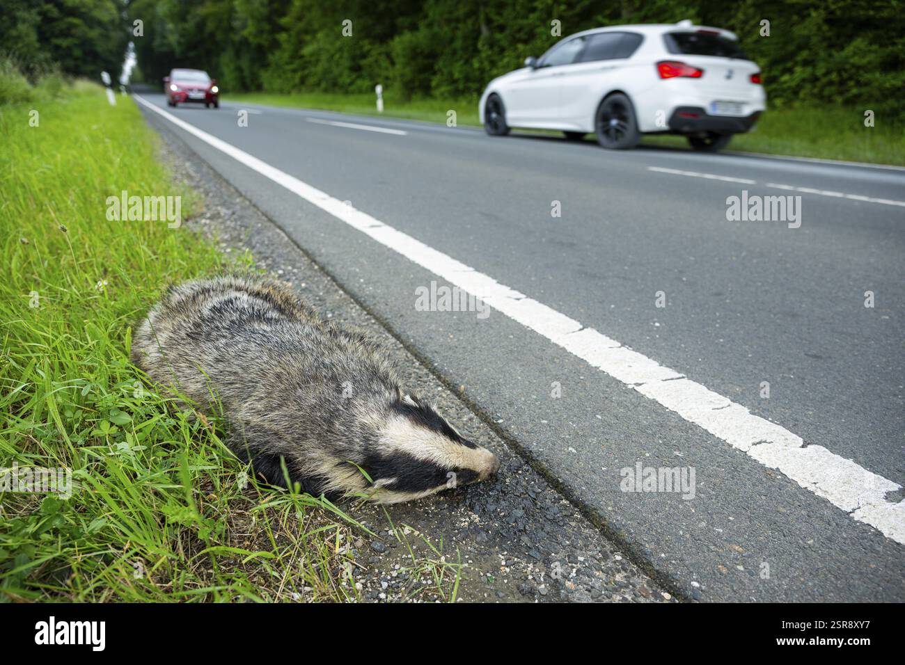 European badger (Meles meles) lies dead on a road, car accident, wild ...