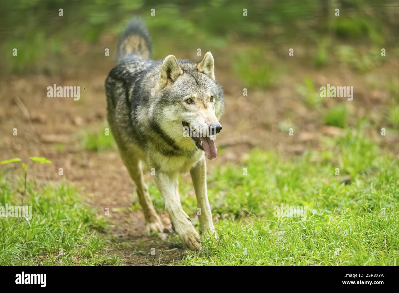European gray wolf (Canis lupus lupus) in the forest, Germany, Europe ...