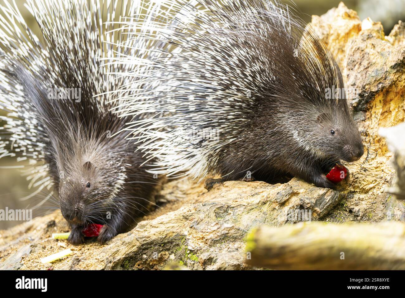 Old World porcupines (Hystrix cristata), Germany, Europe Stock Photo ...