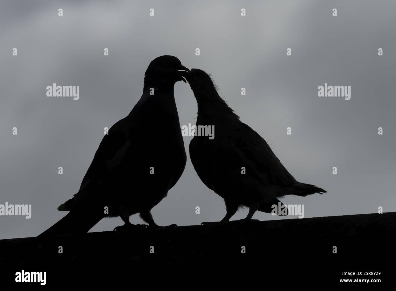 Wood pigeon (Columba palumbus) silhouette of a juvenile baby cobb bird ...