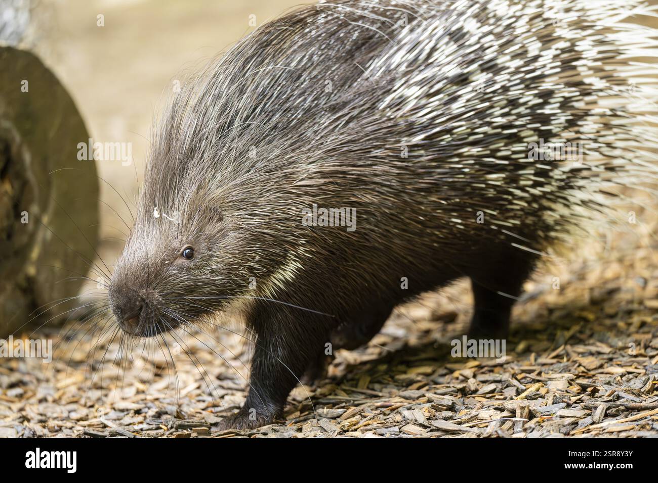 Old World porcupines (Hystrix cristata), Germany, Europe Stock Photo ...