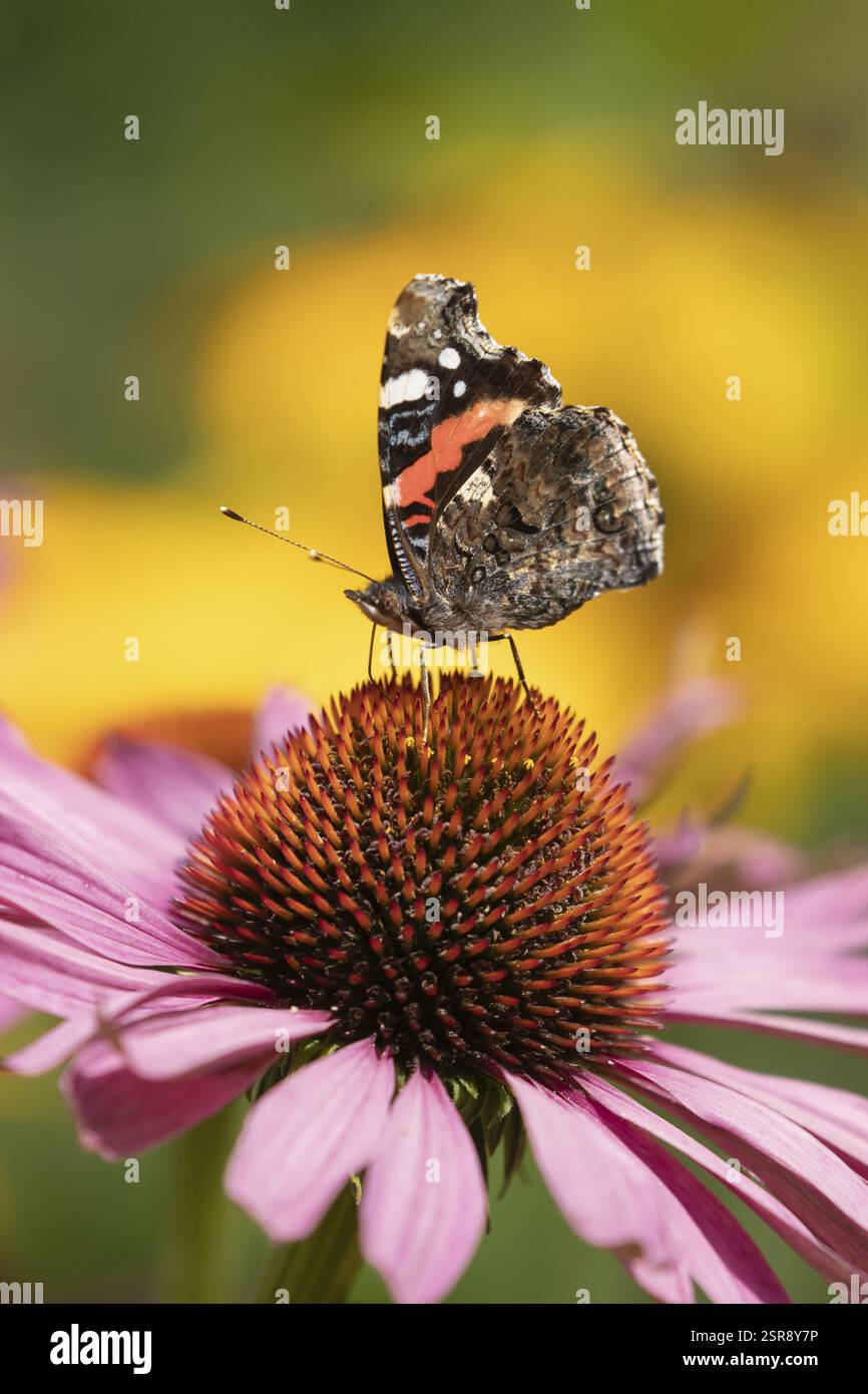 Red admiral butterfly (Vanessa atalanta) adult insect feeding on garden ...