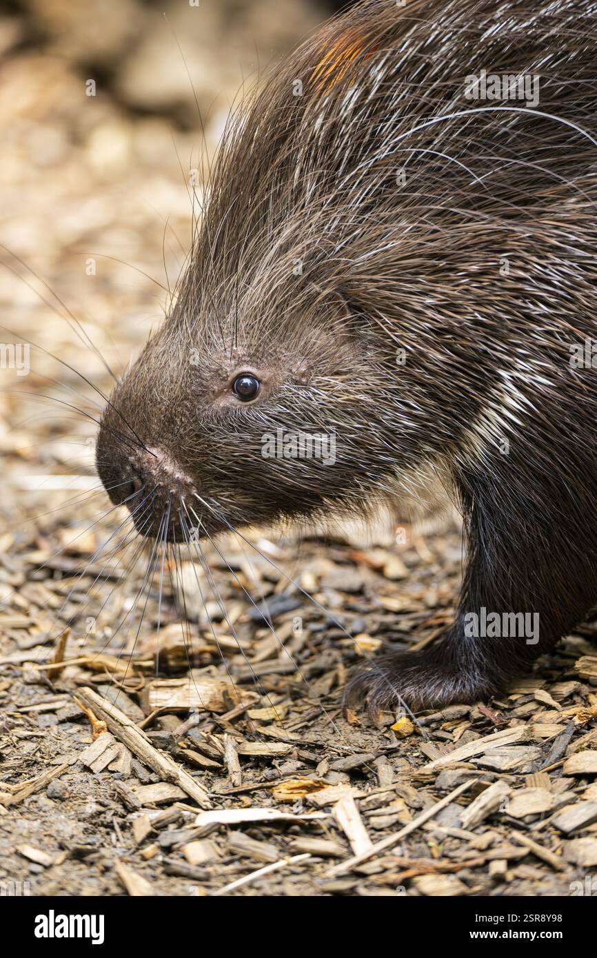 Old World porcupines (Hystrix cristata), Germany, Europe Stock Photo ...