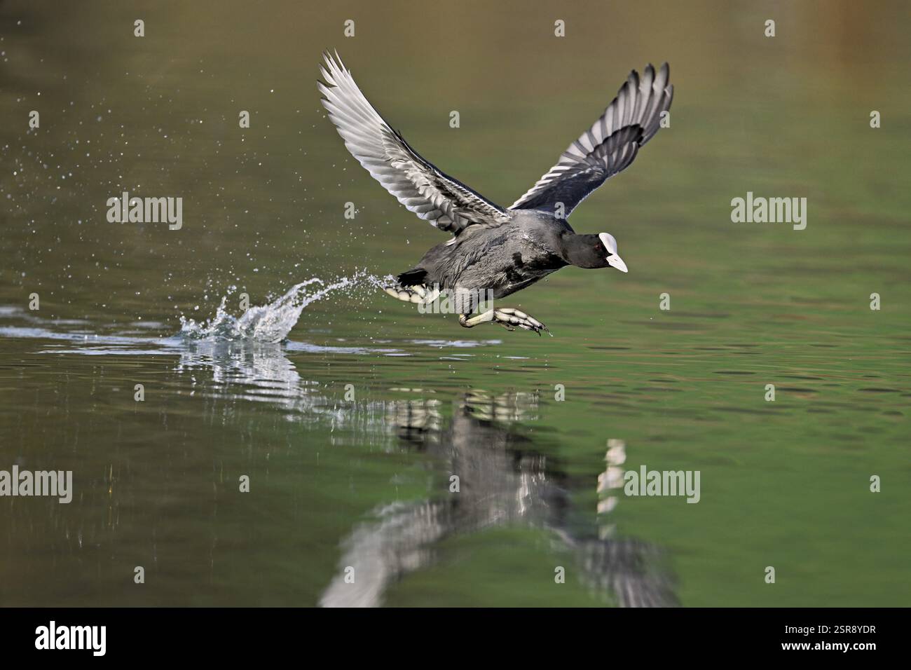 Eurasian Coot (Fulica atra), adult bird walking over water, Flachsee ...