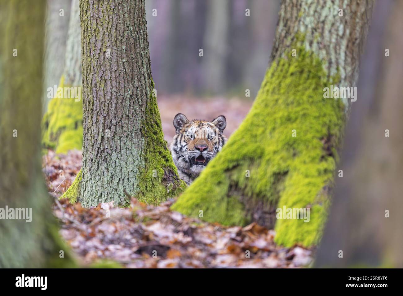 One young female Siberian Tiger, Panthera tigris altaica, hiding behind ...