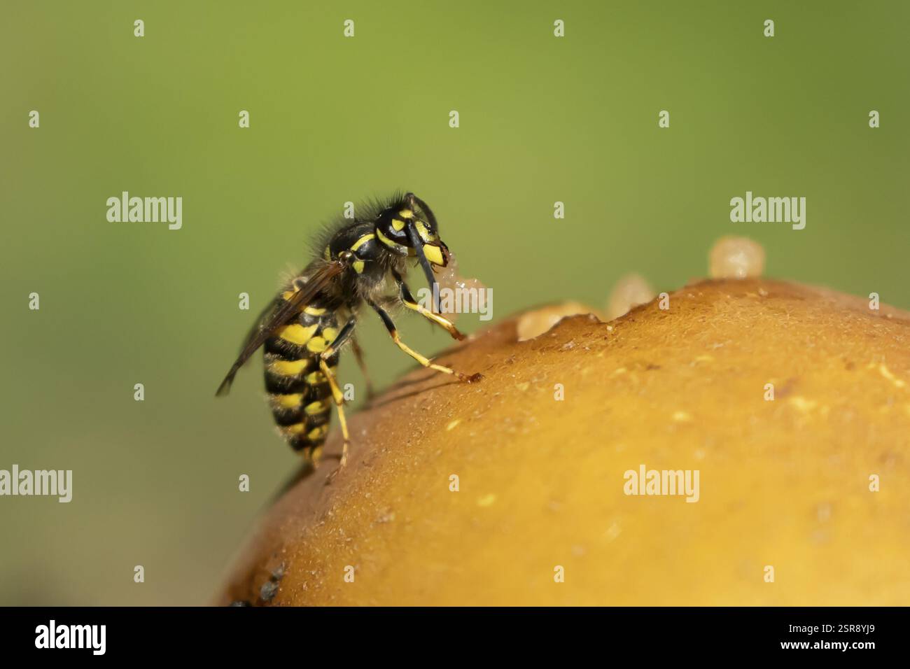 Common wasp (Vespula vulgaris) adult insect feeding on fallen fruit in ...