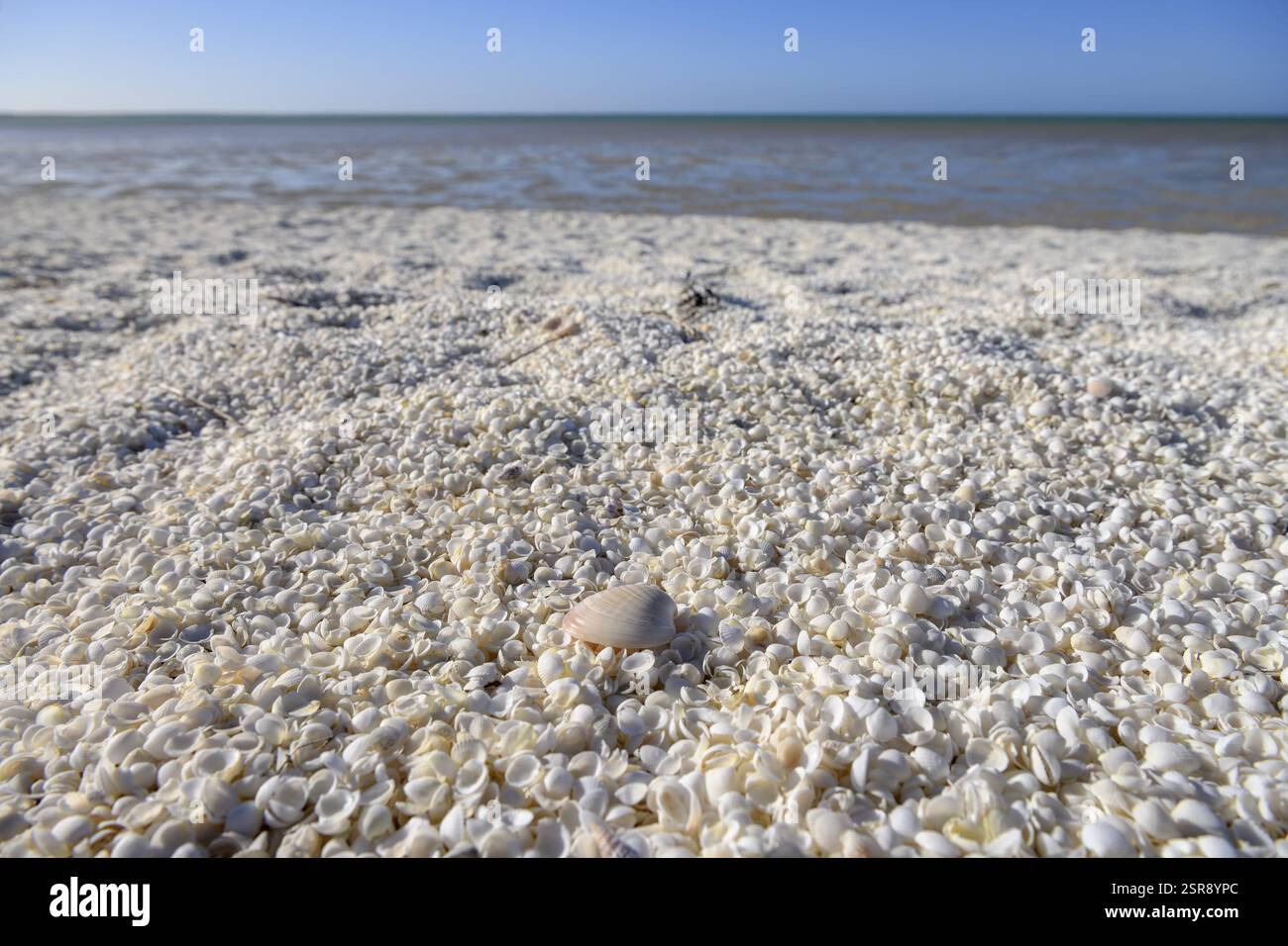 Millions of cockles (Fragum erugatum) at Shell Beach, Hamelin Pool ...