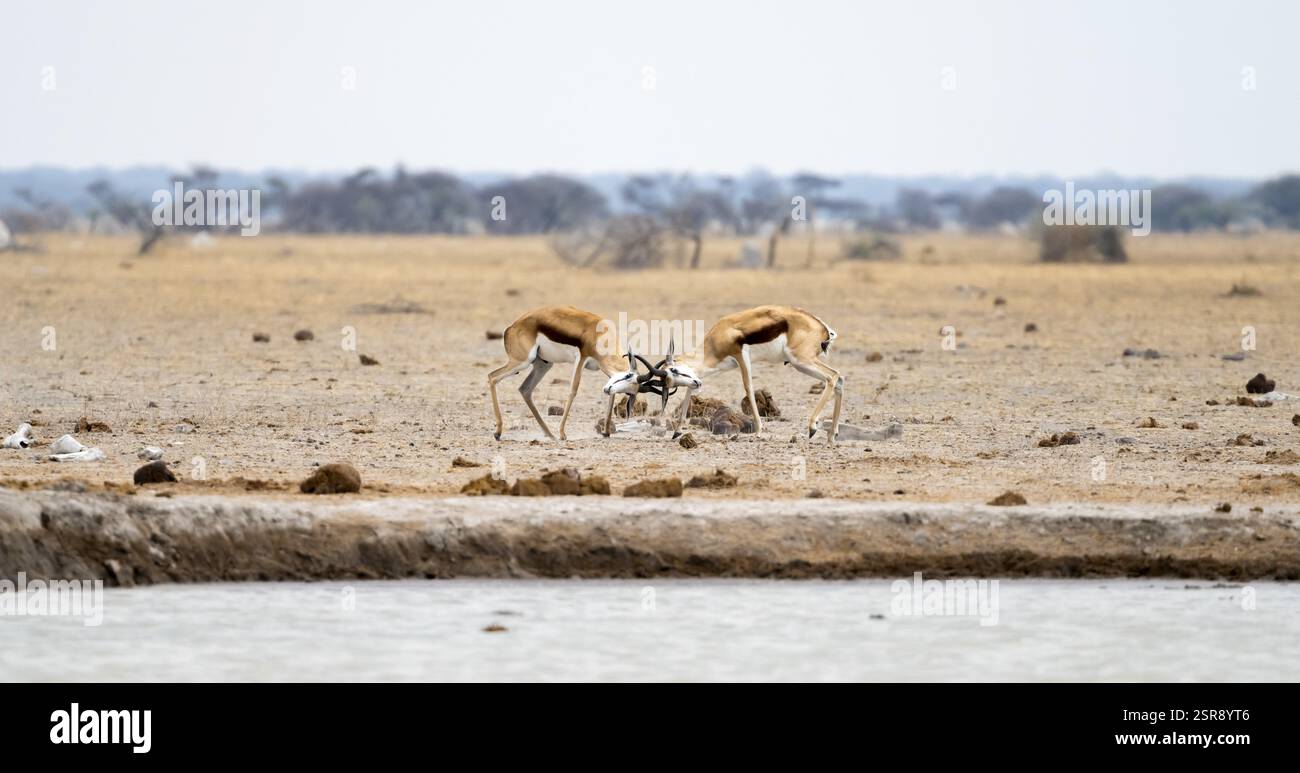 Springboks (Antidorcas marsupialis) two springboks fighting, Nxai Pan ...