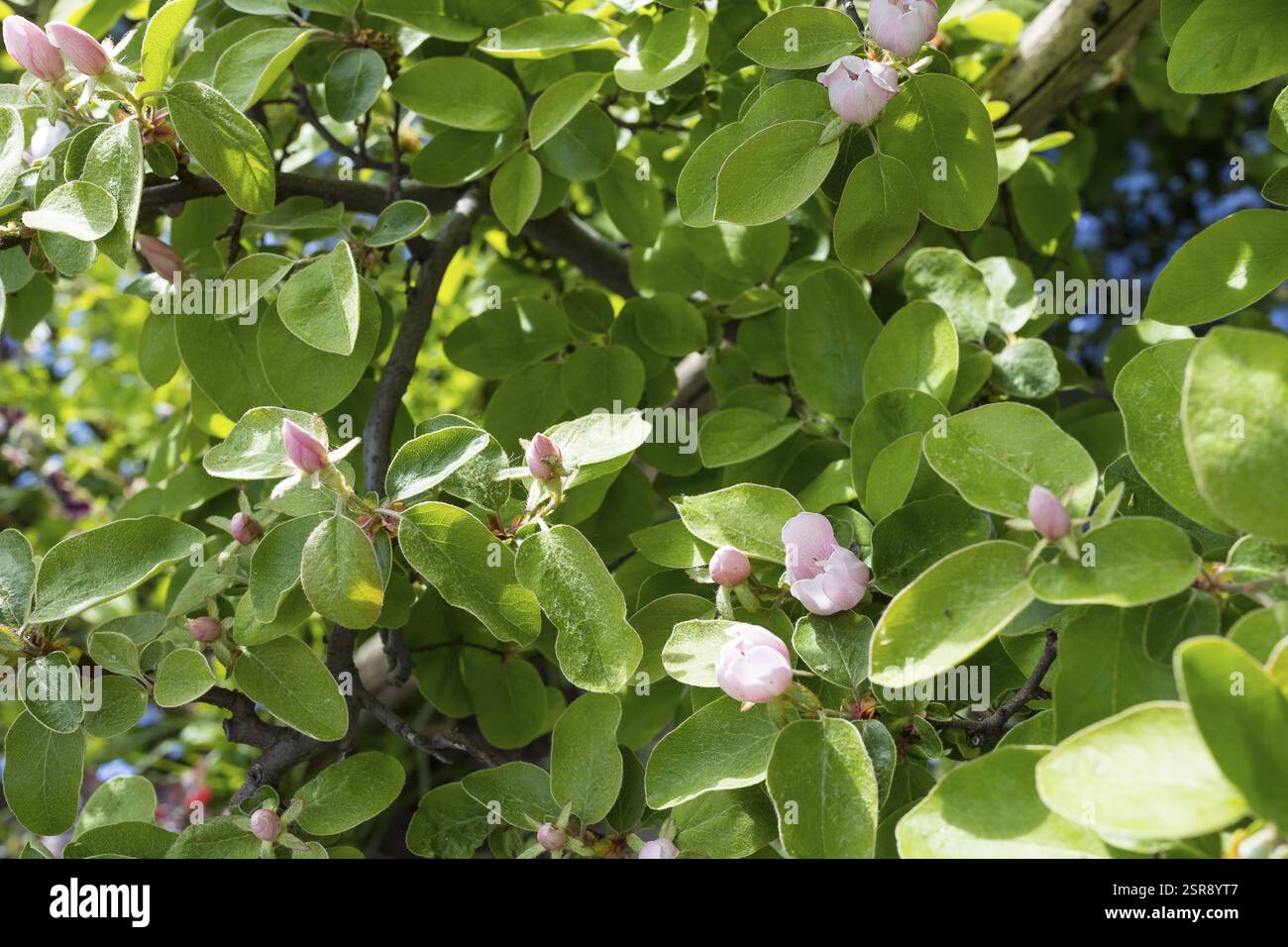 Quince (Cydonia oblonga) in bloom Stock Photo - Alamy