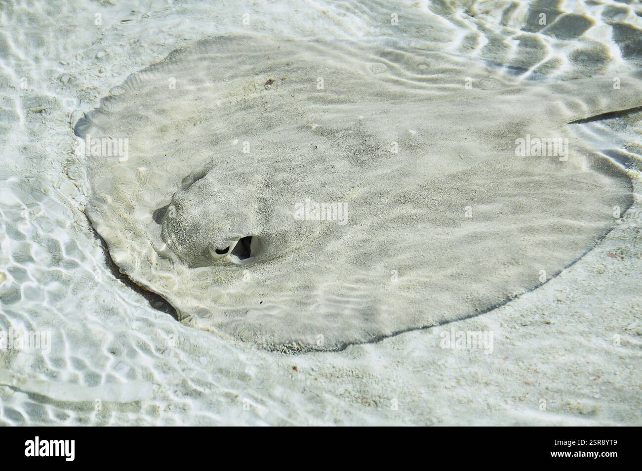 Hypanus hi-res stock photography and images - Alamy