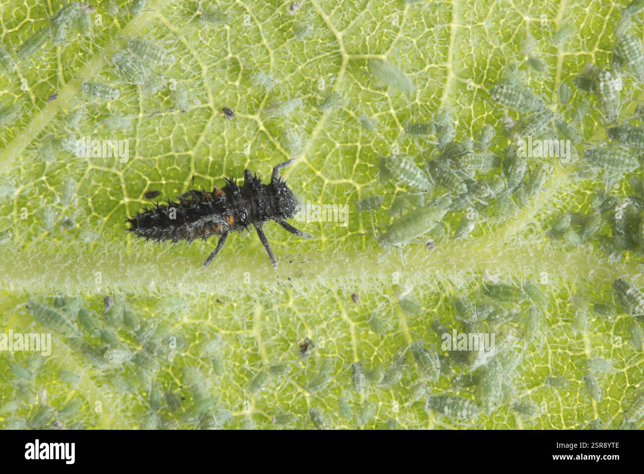Seven-spot ladybird (Coccinella septempunctata) larva and Plum aphids ...