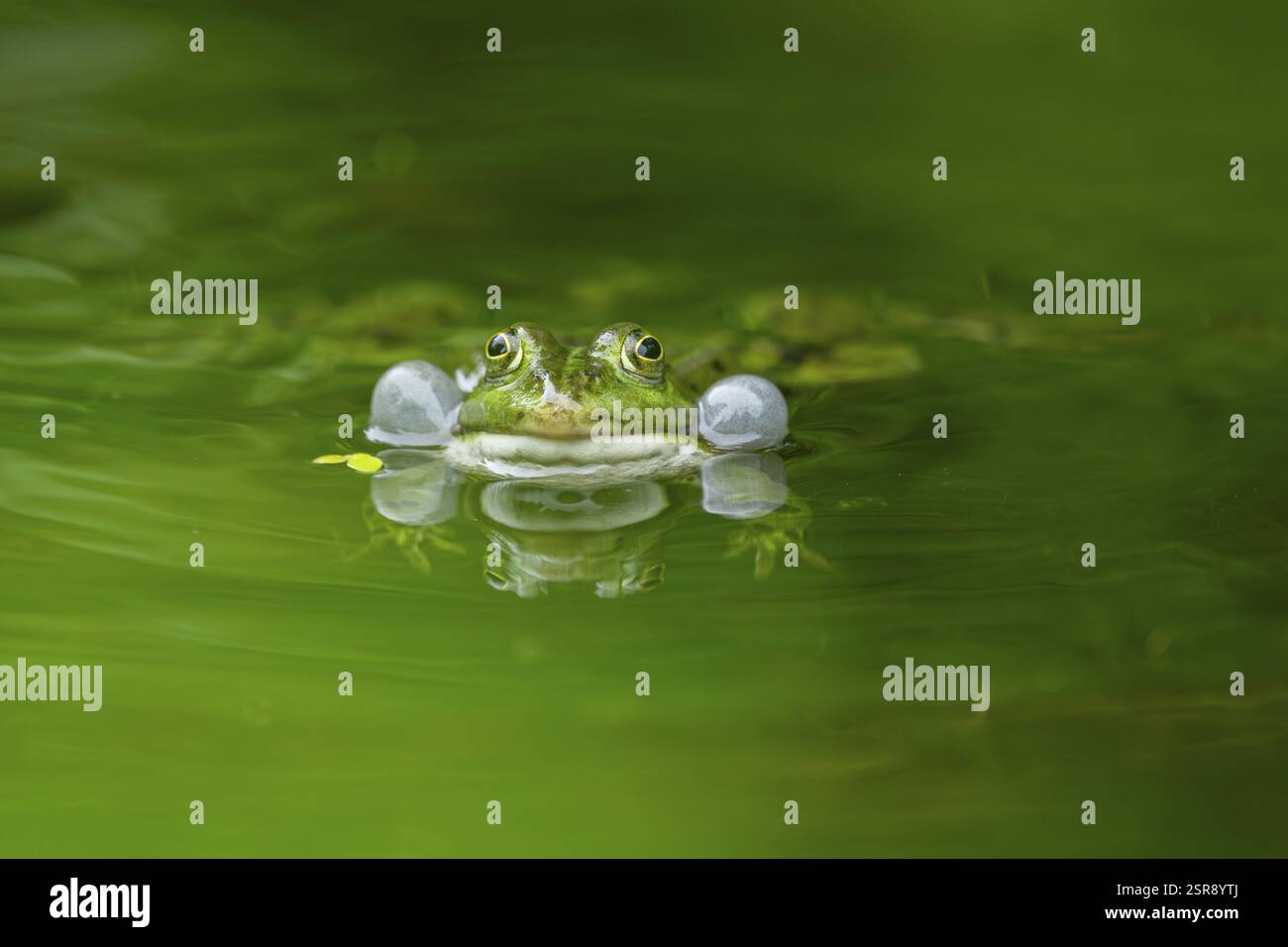 Edible frog (Pelophylax esculentus) in a little lake in the water ...