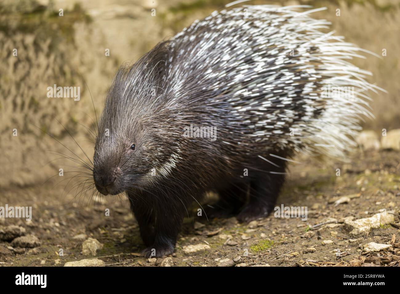 Old World porcupines (Hystrix cristata), Germany, Europe Stock Photo ...