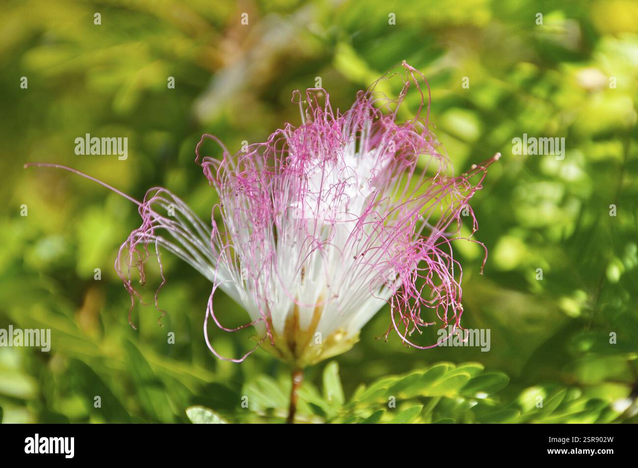 Pink Fairy Duster (Calliandra eriophylla) inflorescence, Cuba ...